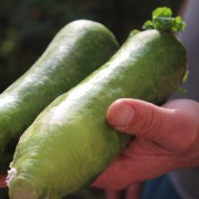 Deaflora - Radieschen & Rettich