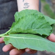 Deaflora - Kohl