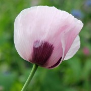 Deaflora - Mohn