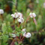 Deaflora - Cranberries und Preiselbeeren