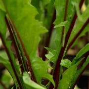 Deaflora - Endivien und Chicorée