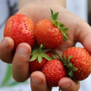 Deaflora - Erdbeeren