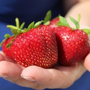 Deaflora - Erdbeeren