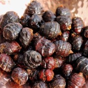 Deaflora - Erdmandeln