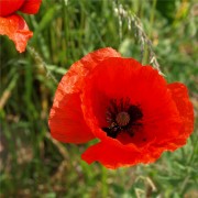 Deaflora - Mohn