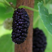 Deaflora - Maulbeerbaum - aus der Aromagärtnerei Deaflora