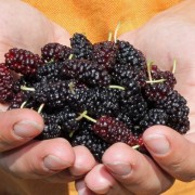 Deaflora - Maulbeerbaum - aus der Aromagärtnerei Deaflora