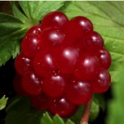 Deaflora - Mesimarja - Verwandte der Himbeere