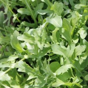 Deaflora - Rucola und Rauke