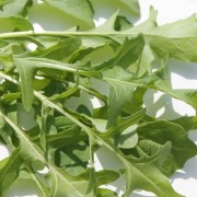 Deaflora - Rucola und Rauke