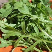 Deaflora - Rucola und Rauke