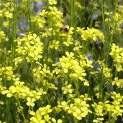 Deaflora - Rucola und Rauke