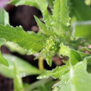 Deaflora - Rucola und Rauke