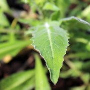 Deaflora - Rucola und Rauke