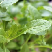 Deaflora - Rucola und Rauke